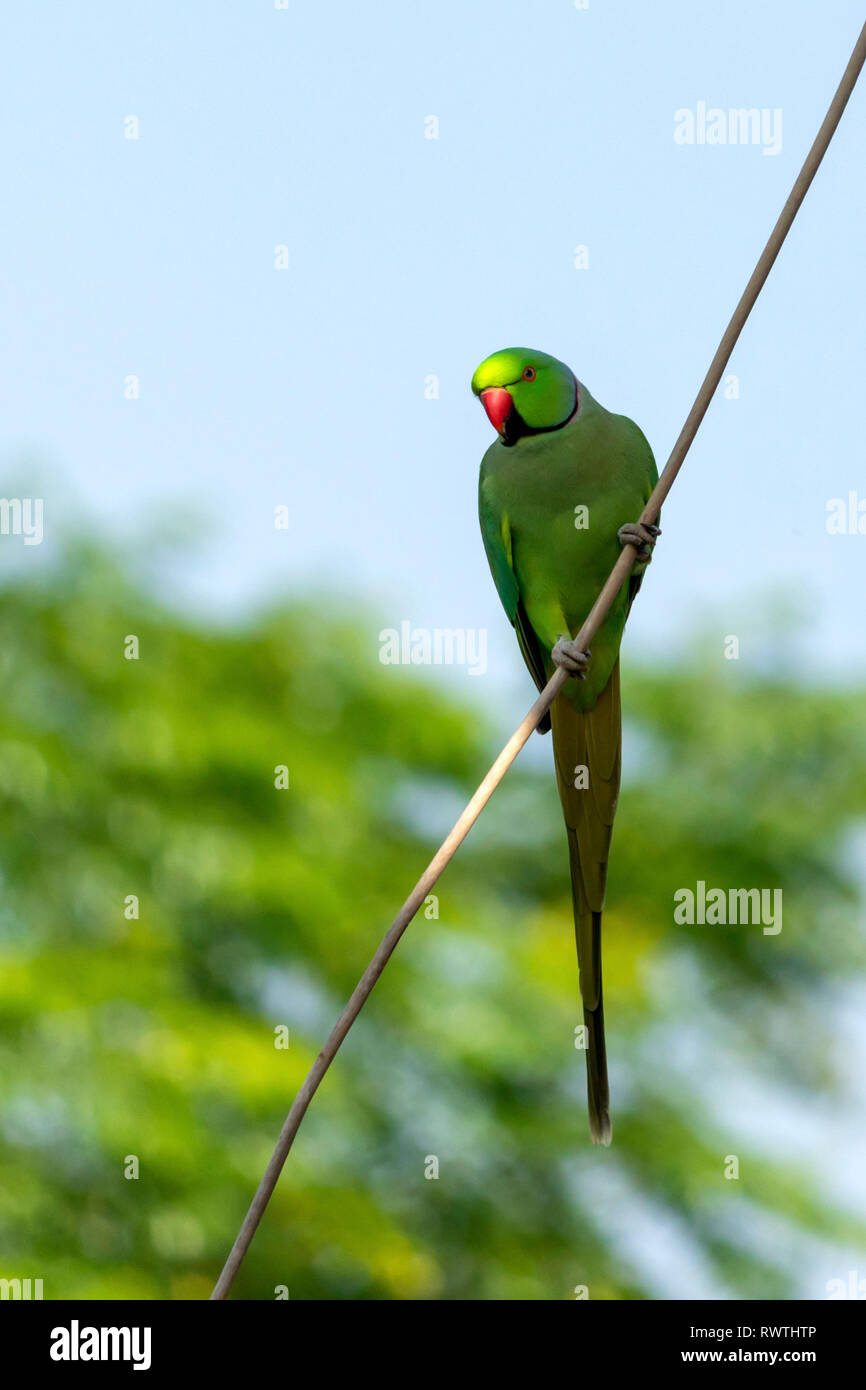 Common indian parakeets hi-res stock photography and images - Alamy