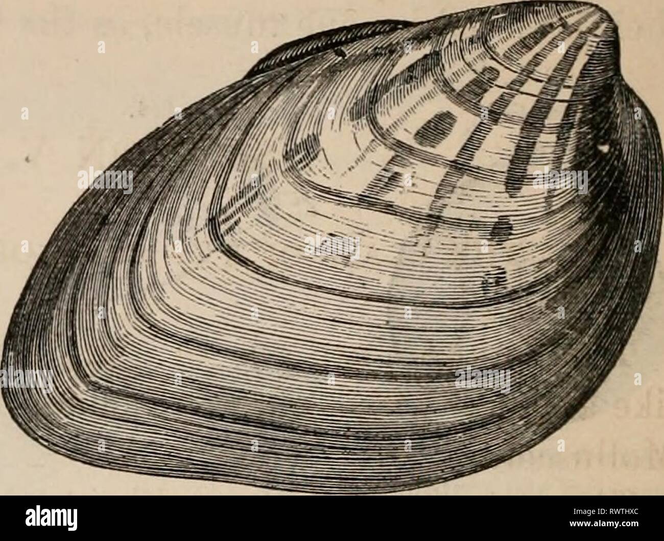 Rudista hi-res stock photography and images - Alamy