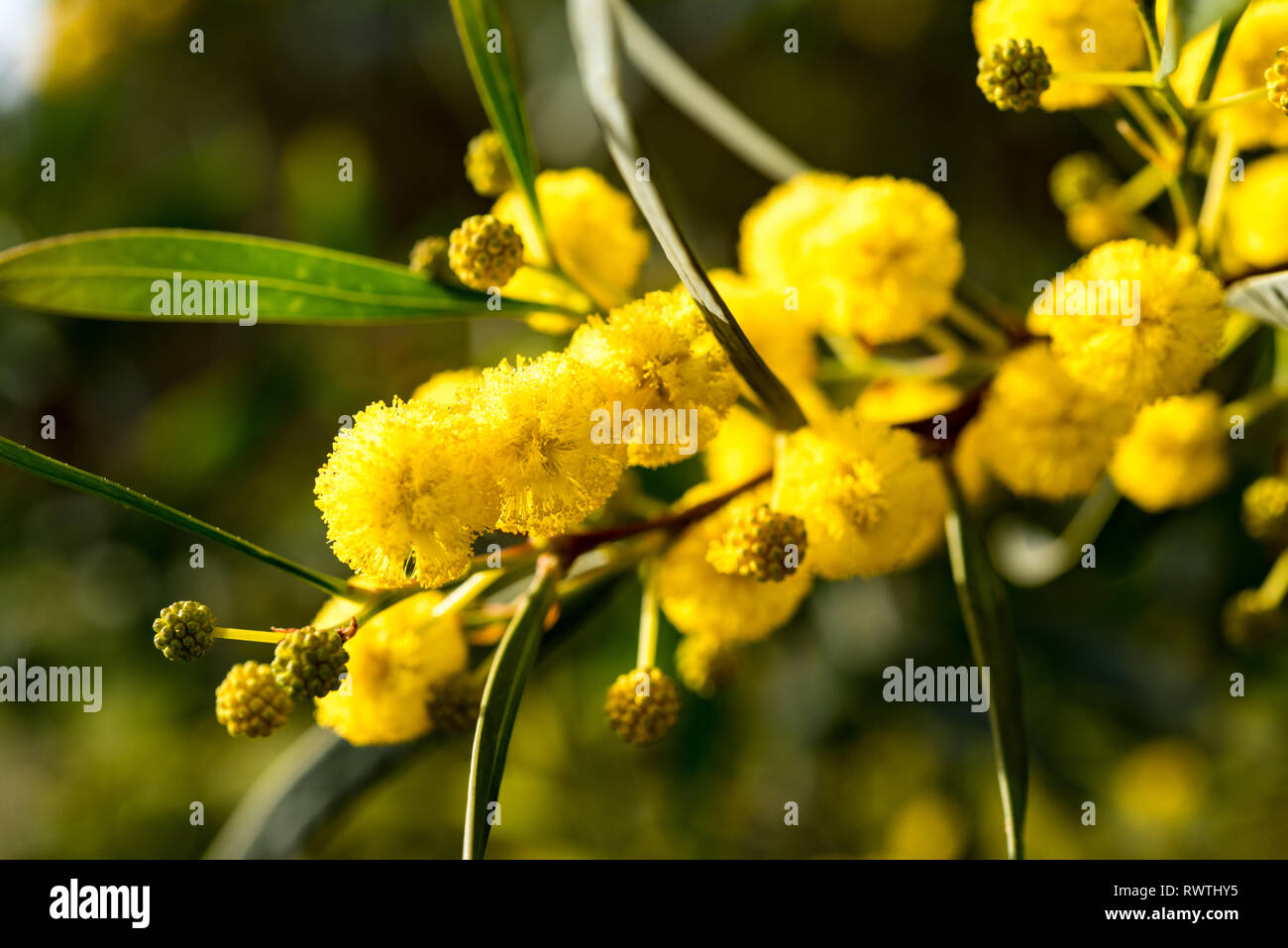 Morning dew forest wild herbs plants and grass Stock Photo - Alamy