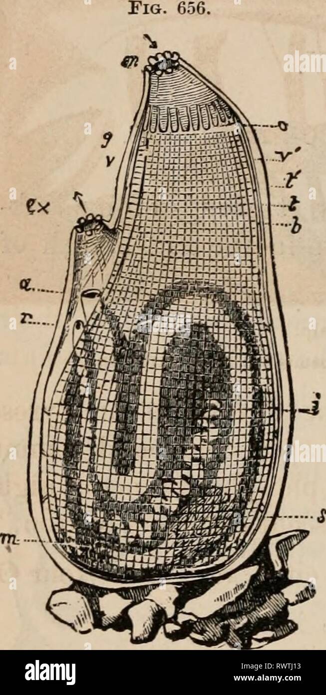 Body orifices hi-res stock photography and images - Alamy
