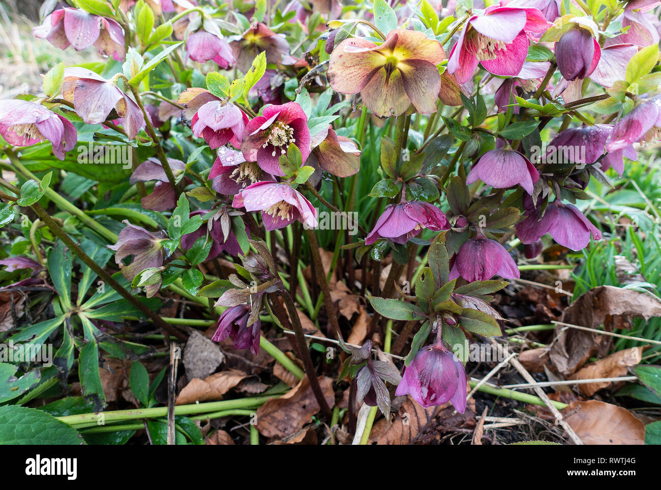 Lenten Roses High Resolution Stock Photography and Images - Alamy