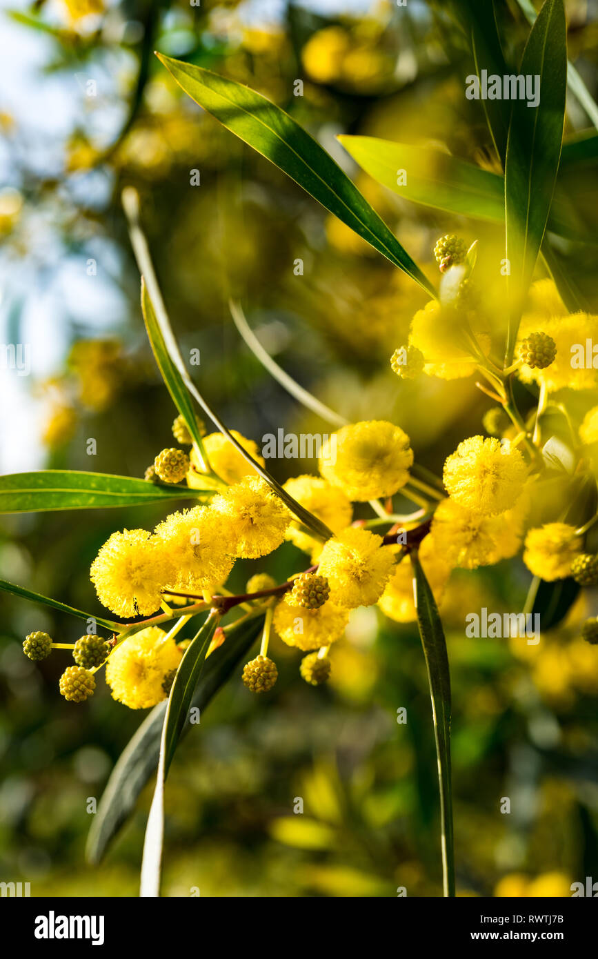 Morning dew forest wild herbs plants and grass Stock Photo - Alamy