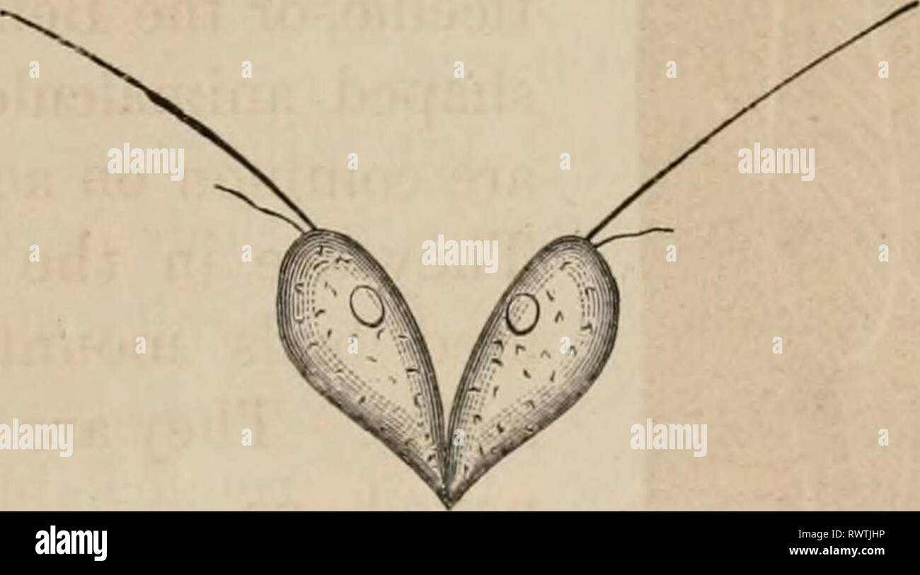 Flagellata hi-res stock photography and images - Alamy