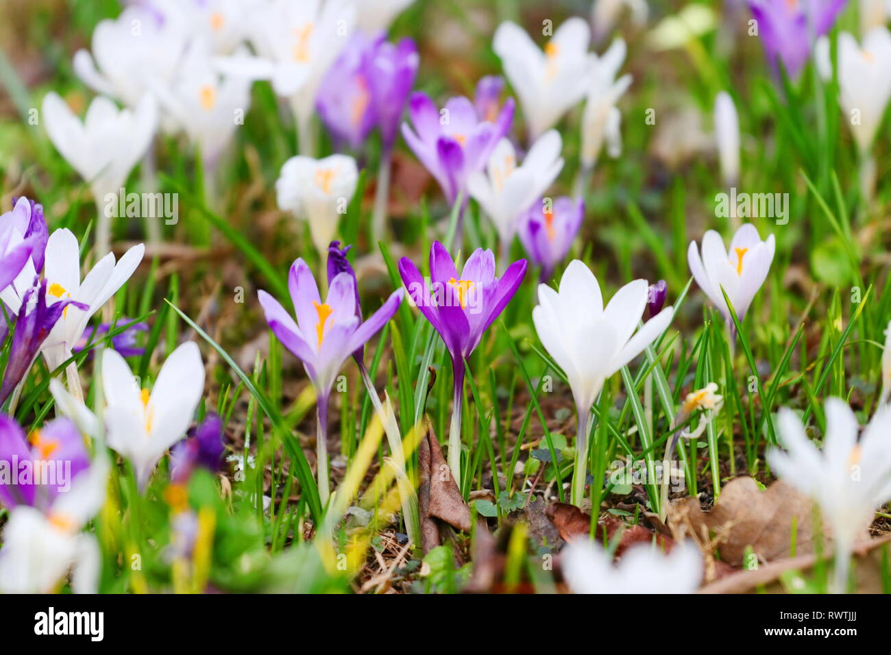 Meadow flowering crocuses crocus hi-res stock photography and images ...