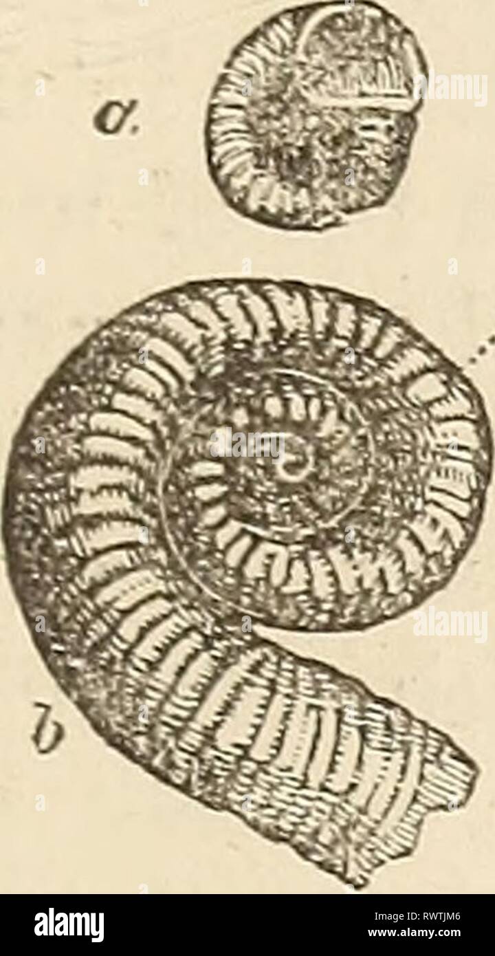 Small marine shell fossils ancient hi-res stock photography and images ...