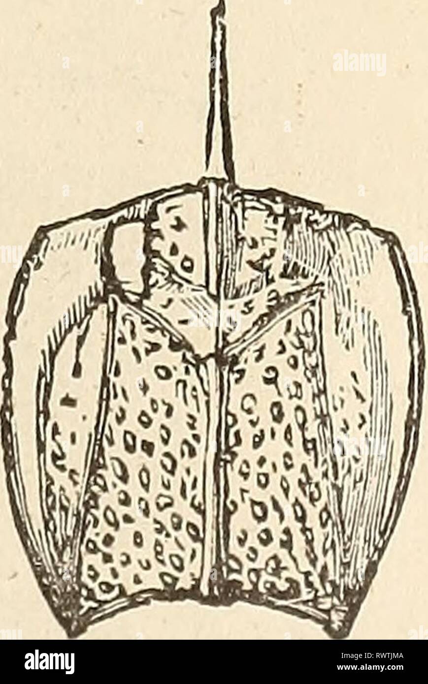 Deeply serrated edges hi-res stock photography and images - Alamy