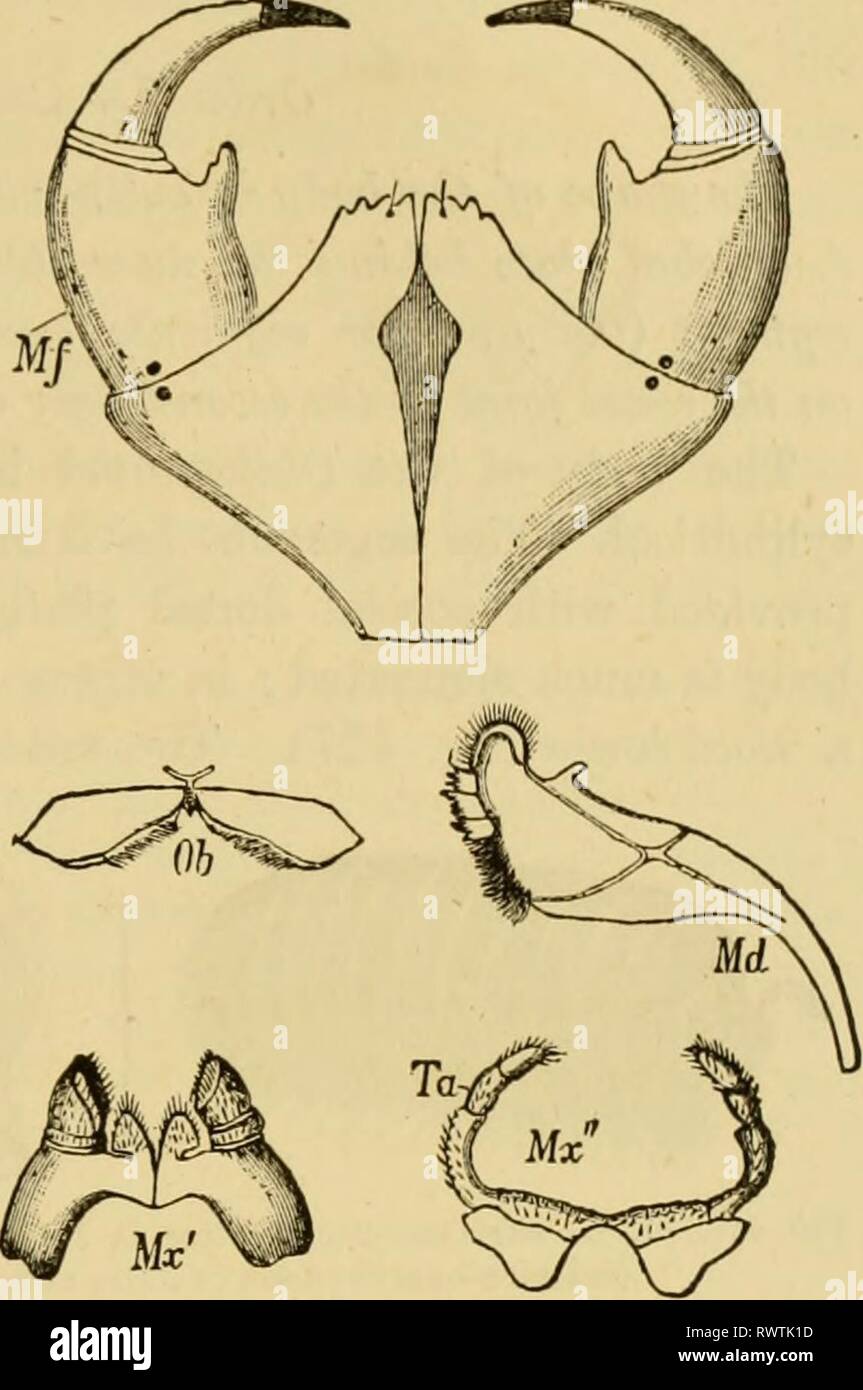 Elementary text-book of zoology, general Stock Photo - Alamy