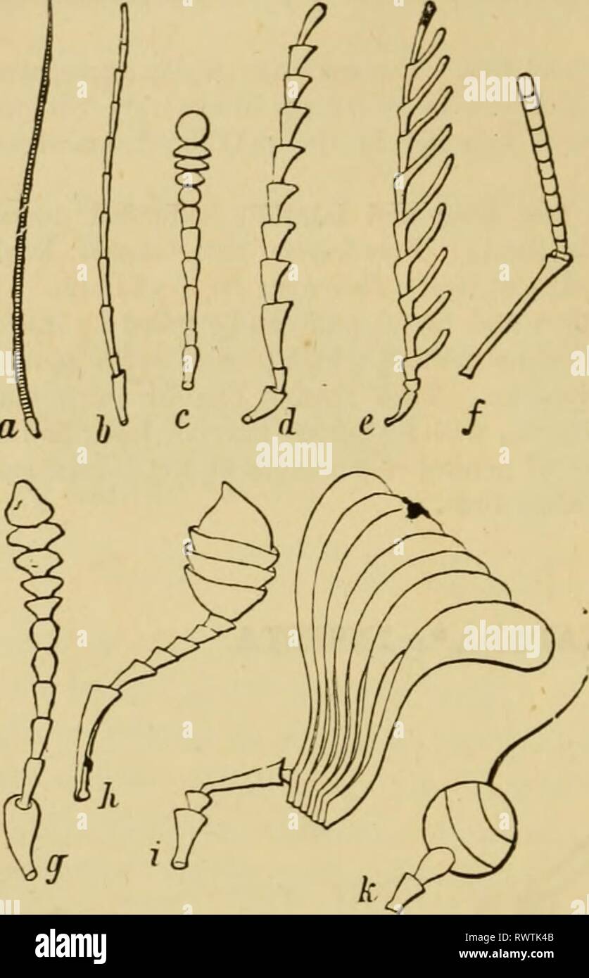 Elementary text-book of zoology, general Stock Photo - Alamy