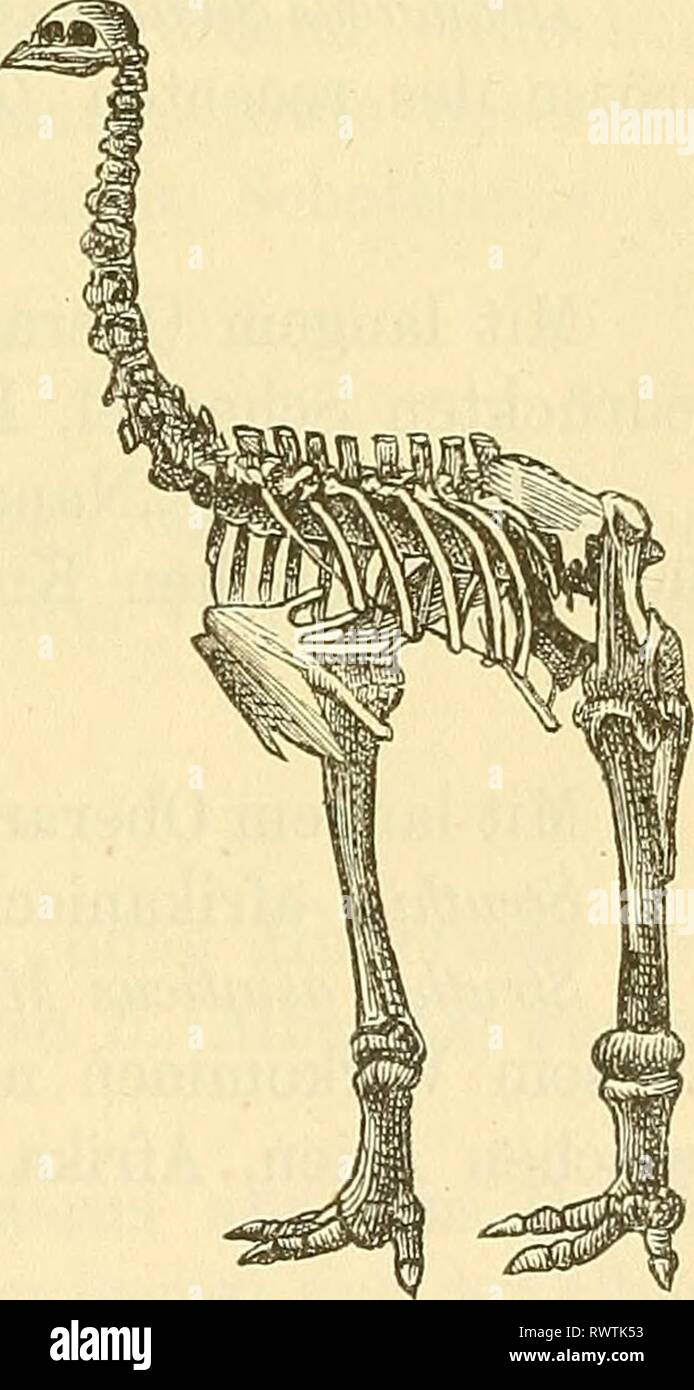 Baptornis hi-res stock photography and images - Alamy