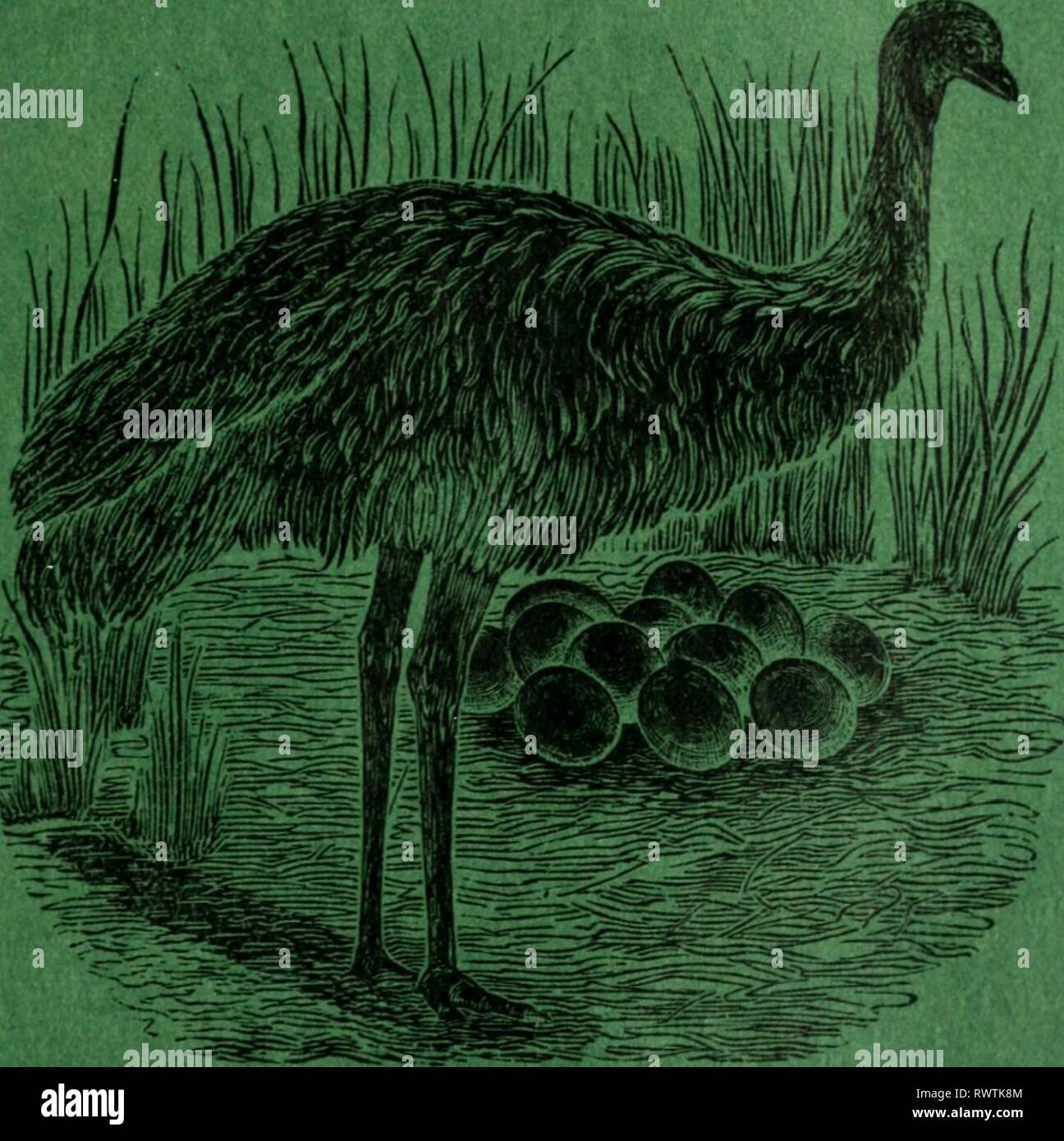 The Emu (1901 Stock Photo - Alamy