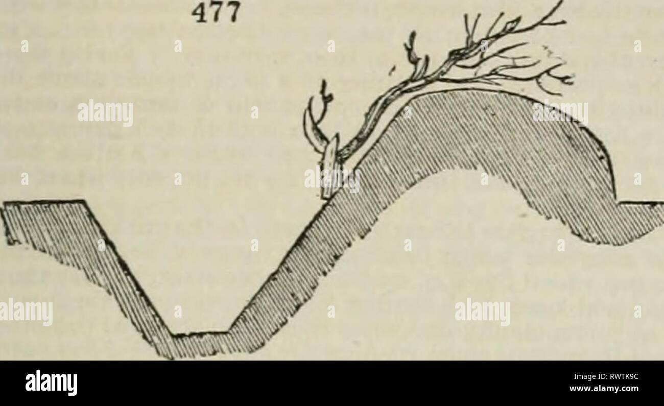 Hedge laying drawing hi-res stock photography and images - Alamy