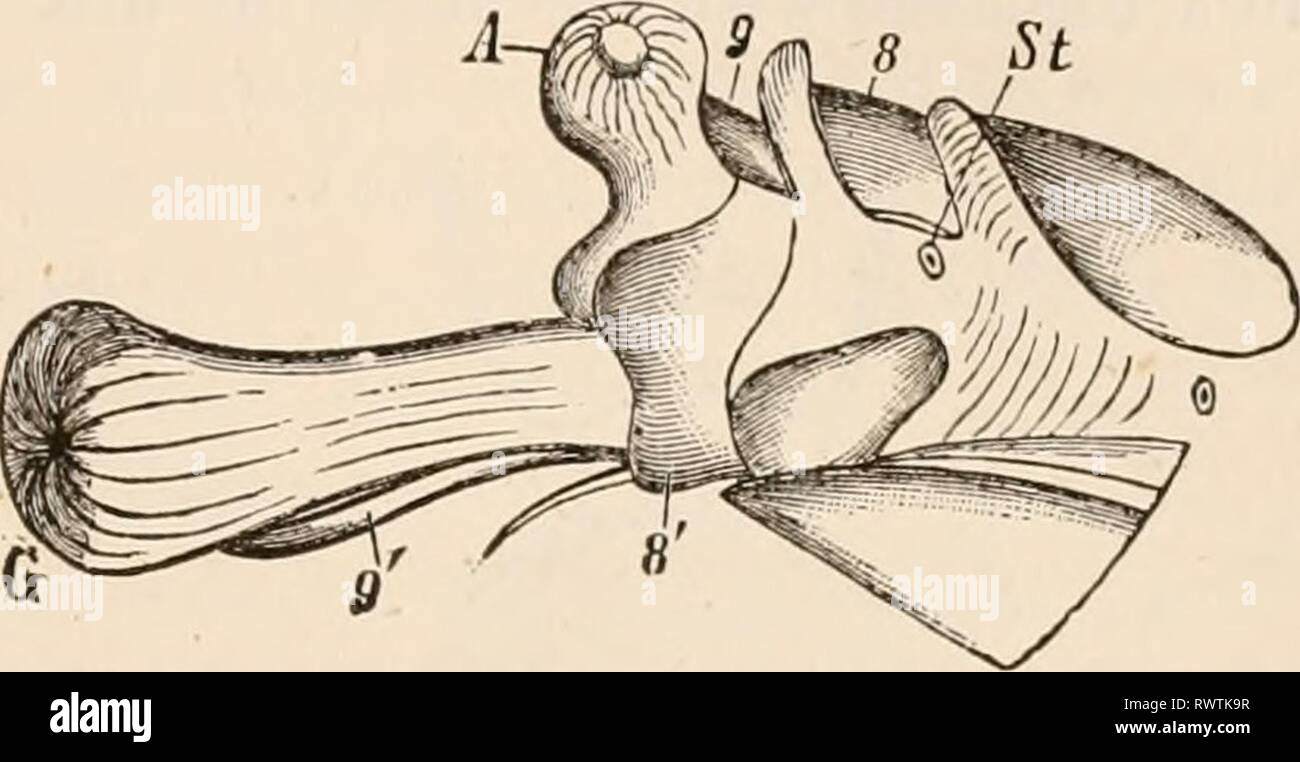 Connected laterally hi-res stock photography and images - Alamy