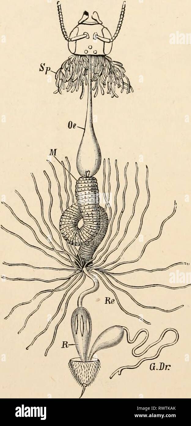 Stomach sack hi-res stock photography and images - Alamy