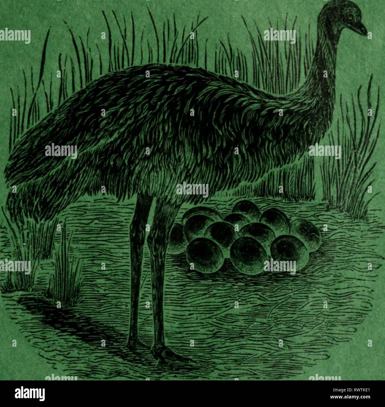 The Emu (1901 Stock Photo - Alamy