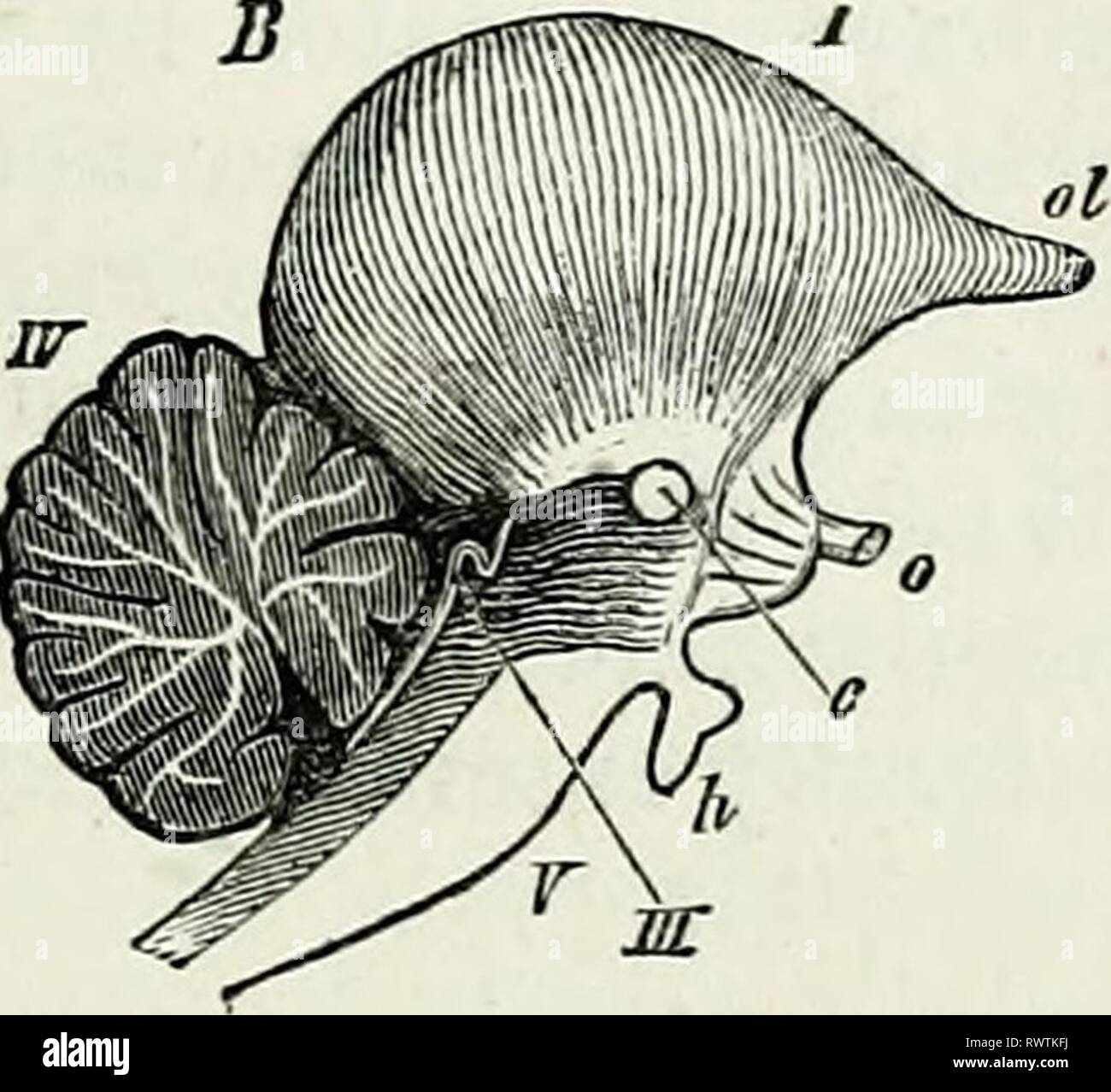 Anterior commissure hi-res stock photography and images - Alamy