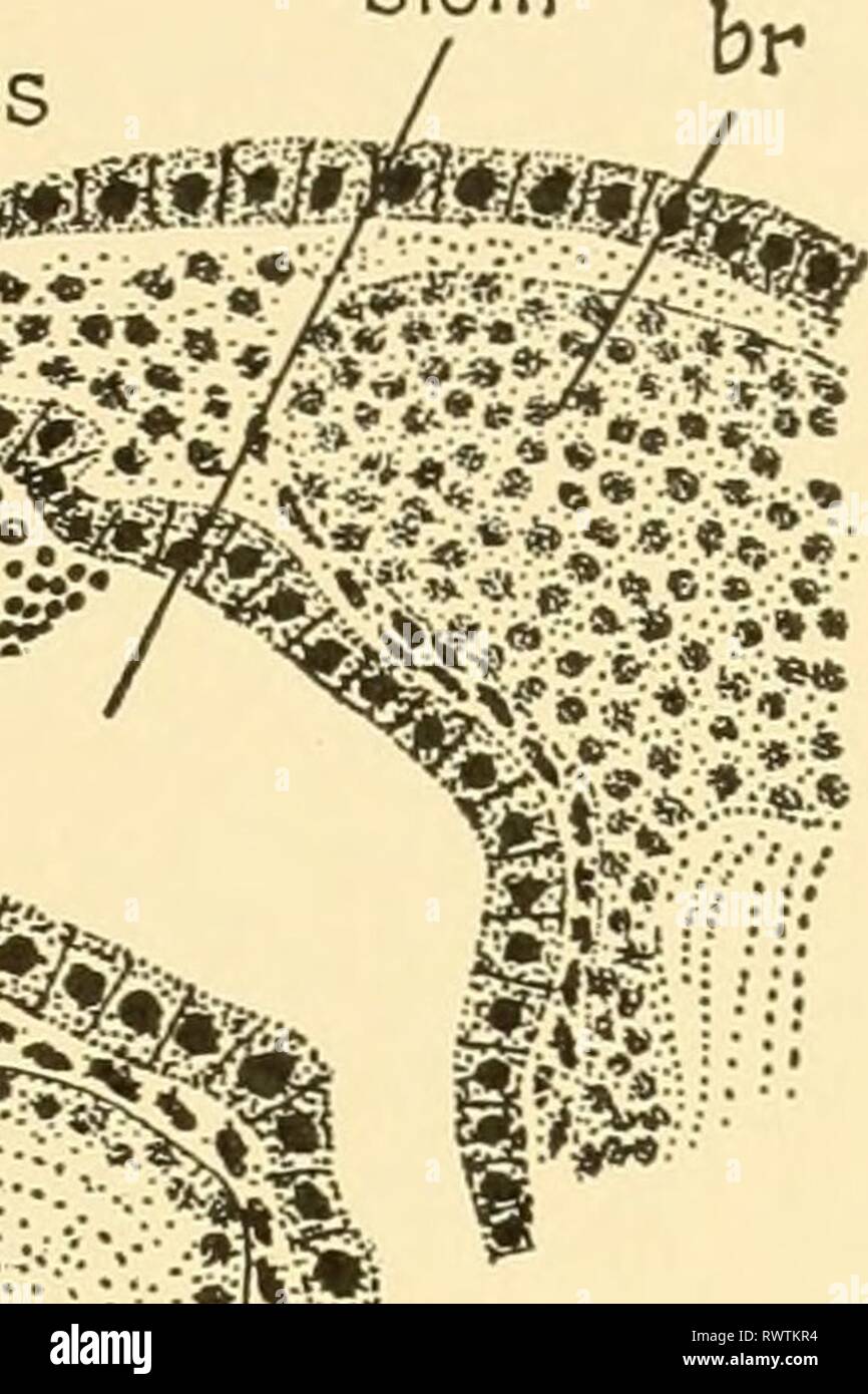 Psocid hi-res stock photography and images - Alamy