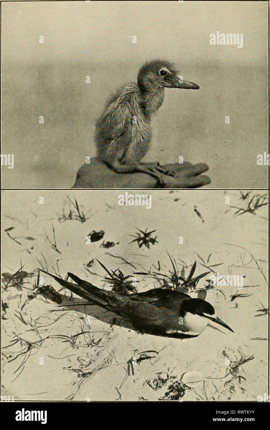The Emu official organ Stock Photo - Alamy