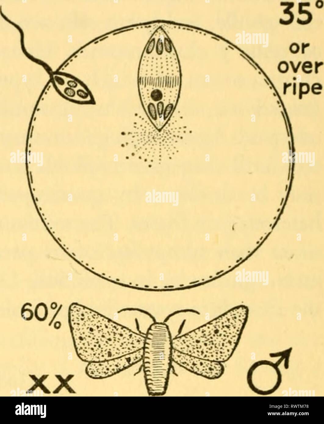 The elements of genetics (1950 Stock Photo - Alamy