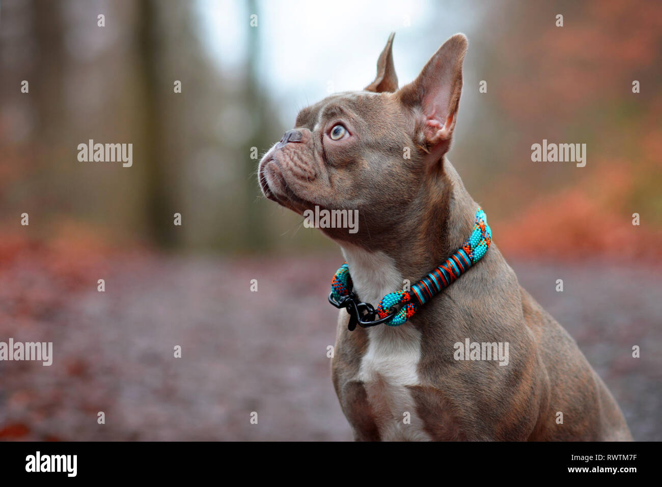 Lilac brindle female French Bulldog dog with light amber eyes wearing ...
