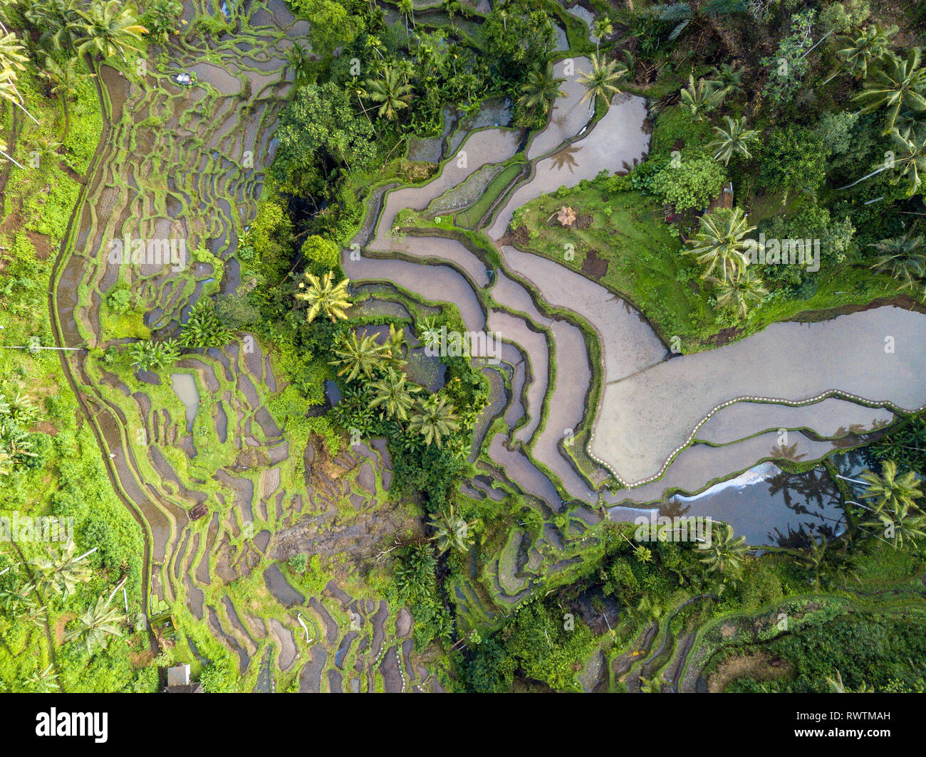The rise terraces of Ubud in Bali, Indonesia Stock Photo - Alamy
