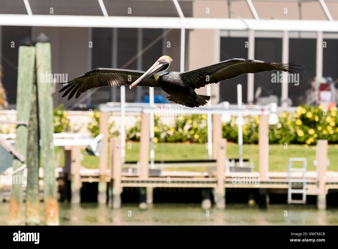 Brown pelican, (Pelecanus occidentalis) in flight over Rose Marina ...