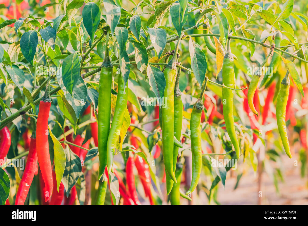 Fresh chilli peppers plant in organic garden Stock Photo - Alamy