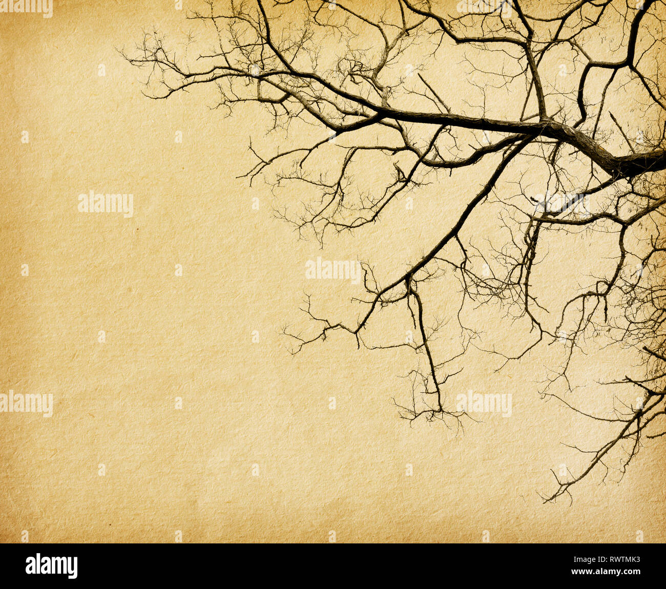 old paper. the branches of a tree without leaves Stock Photo - Alamy