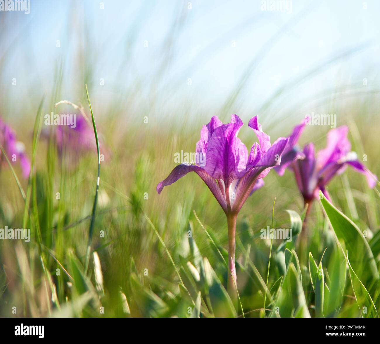 spring flowers. iris Stock Photo - Alamy