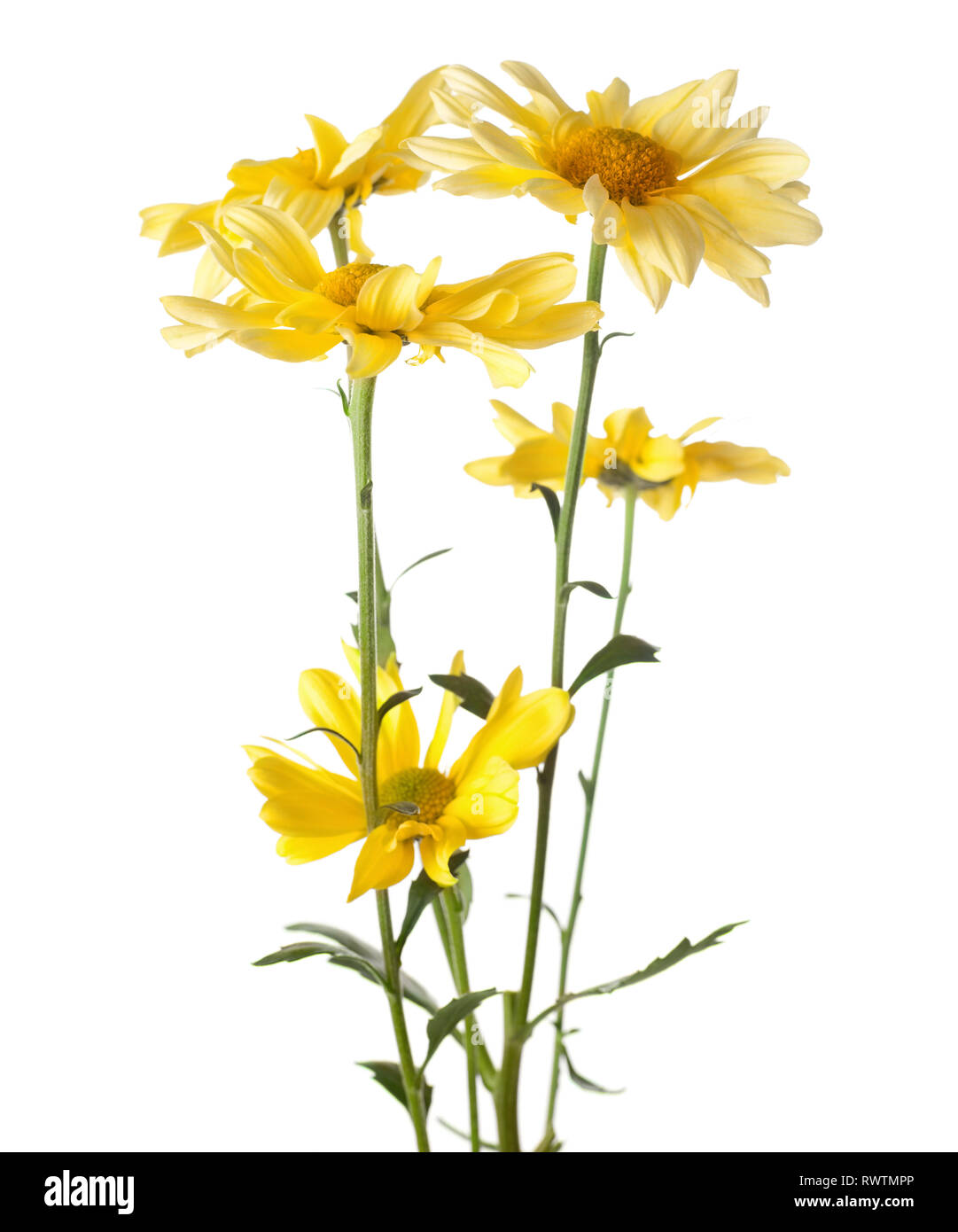 daisy flowers isolated on white background Stock Photo - Alamy
