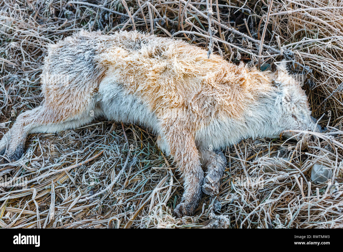 Frozen dead body hi-res stock photography and images - Alamy
