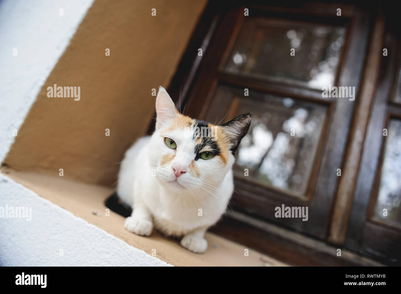 Cat in the Window Stock Photo - Alamy