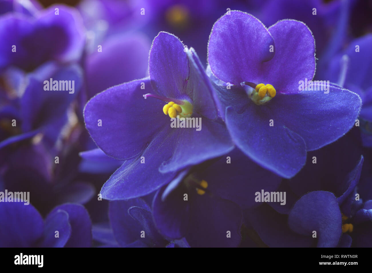 Iolet flowers hi-res stock photography and images - Alamy