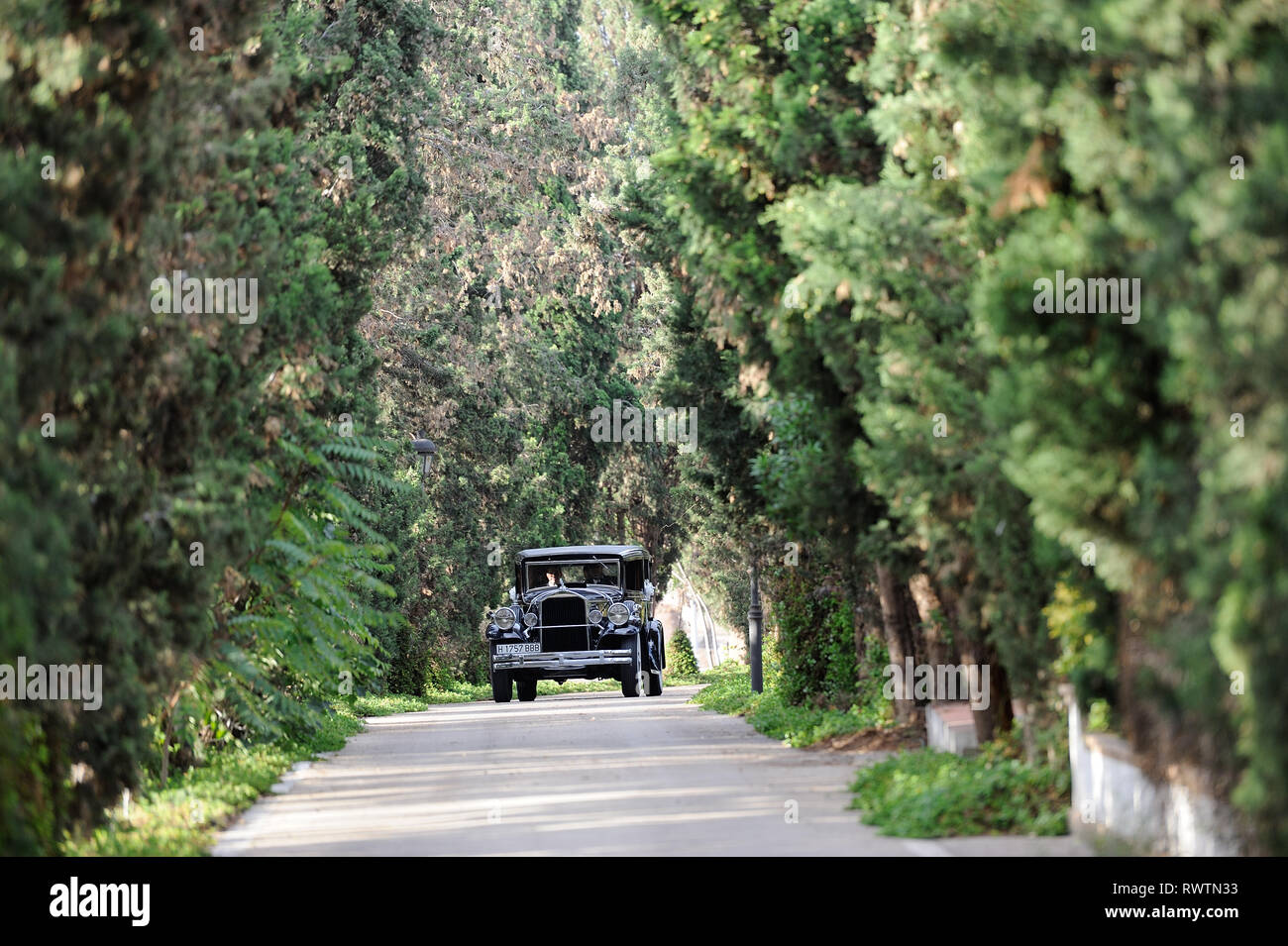 Classic trees hi-res stock photography and images - Alamy