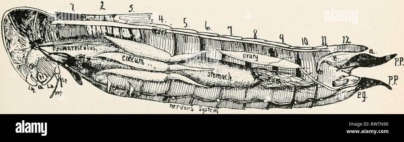 Dissecting scissors hi-res stock photography and images - Alamy