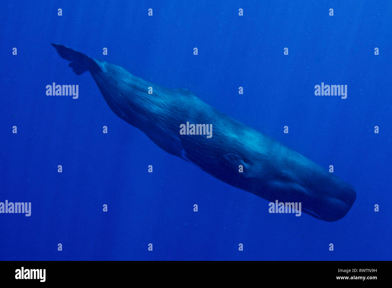 Underwater sperm whales hi-res stock photography and images - Alamy