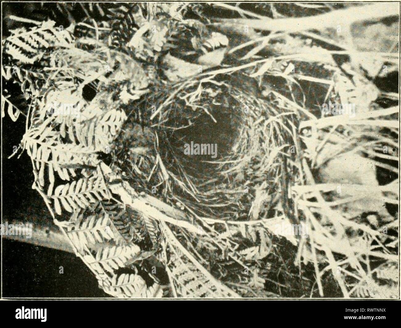 The Emu official organ Stock Photo - Alamy