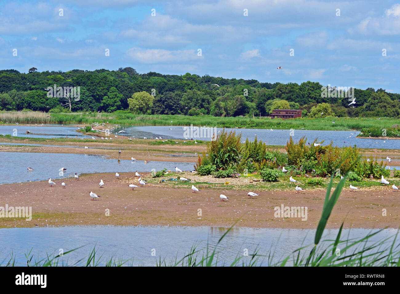 Seabirds on a lake at RSPB Minsmere Nature Reserve, Suffolk, UK Stock ...