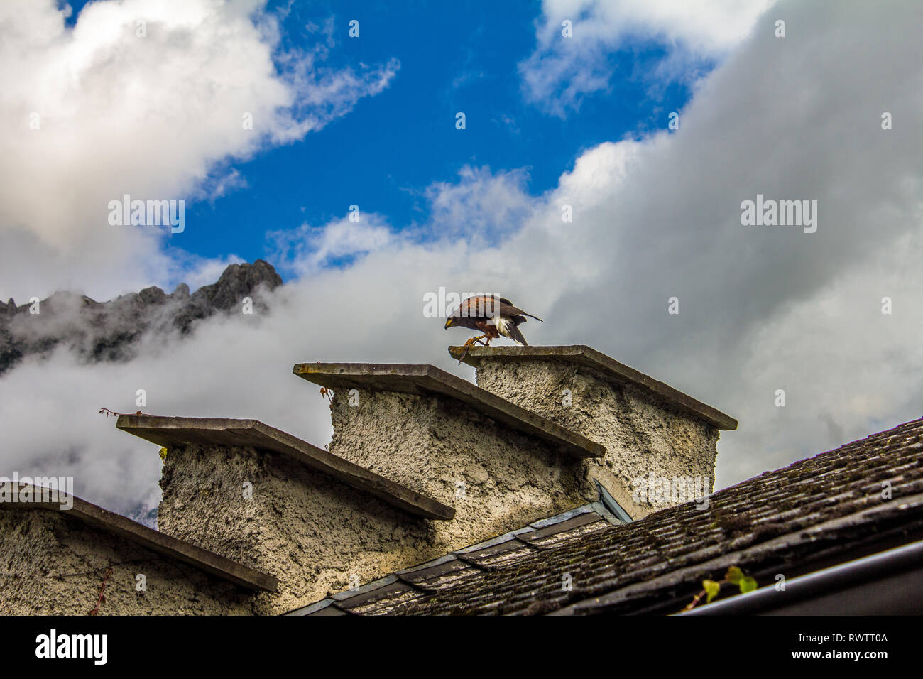 Eagle in alps hi-res stock photography and images - Alamy
