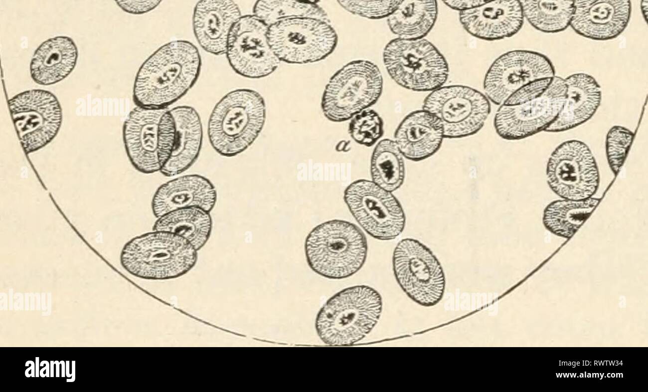 Nucleated red blood cells hi-res stock photography and images - Alamy