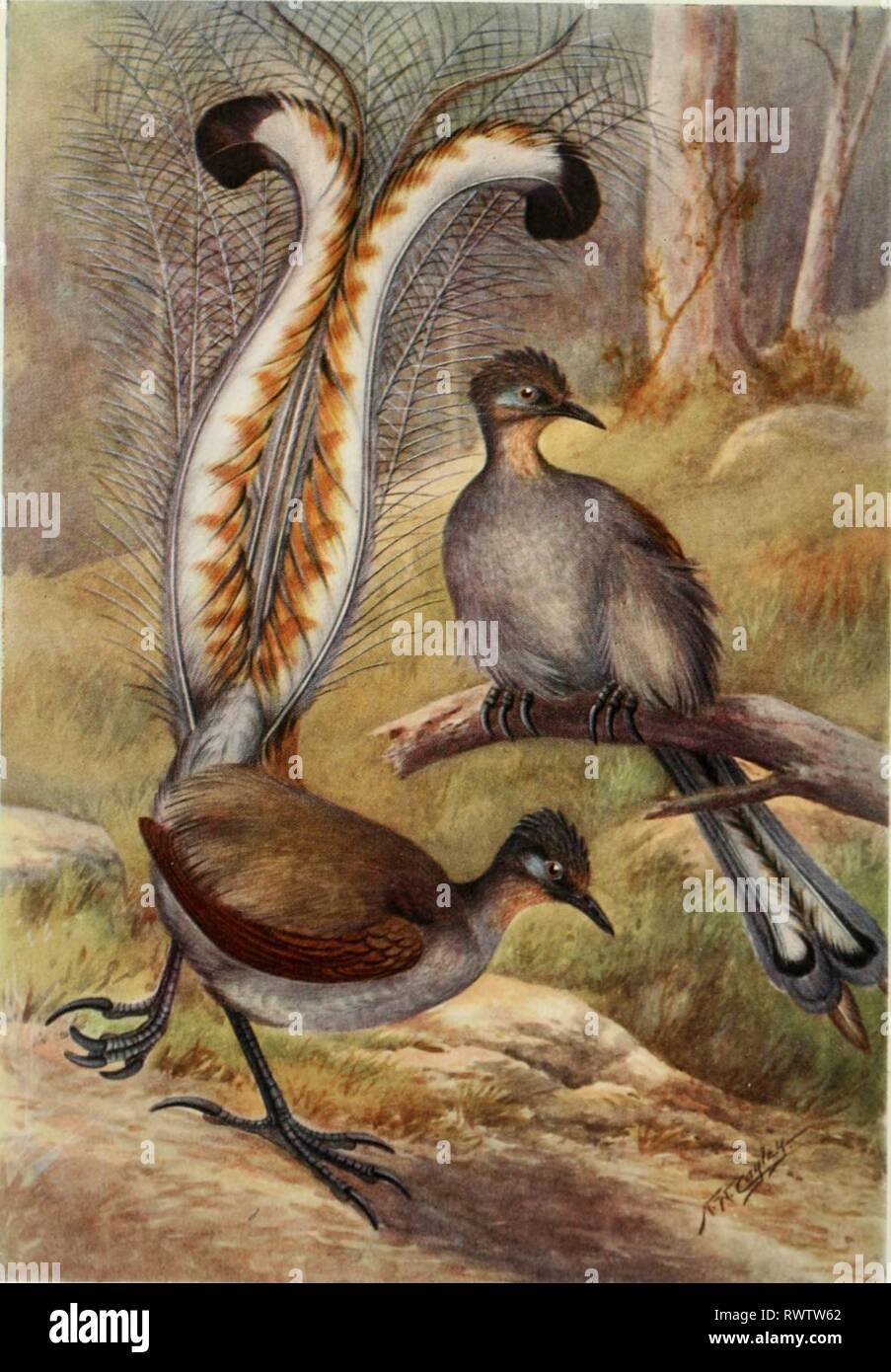 The Emu (1901 Stock Photo - Alamy