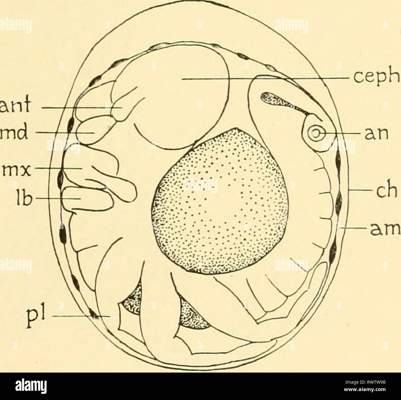 Embryology of insects and myriapods; Embryology of insects and ...