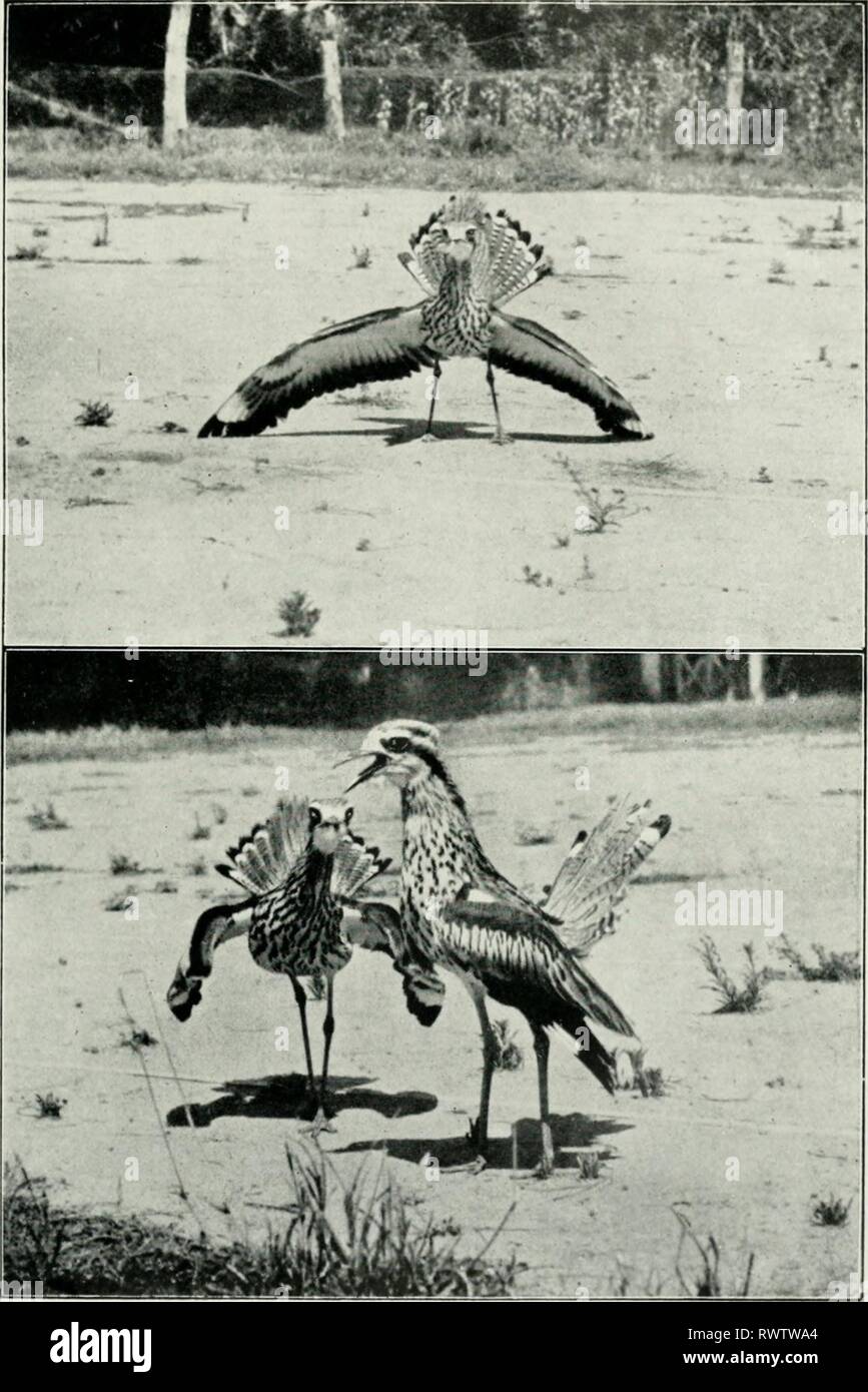 The Emu (1901) The Emu emu22aust Year: 1901 THE EMU, Vol XXII. PLATE ...