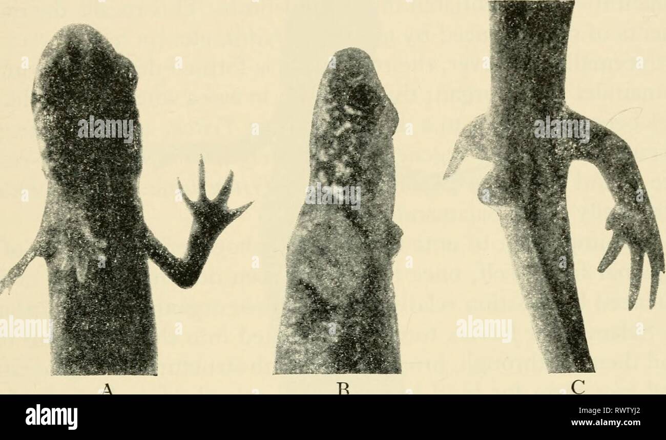 The elements of experimental embryology Stock Photo - Alamy