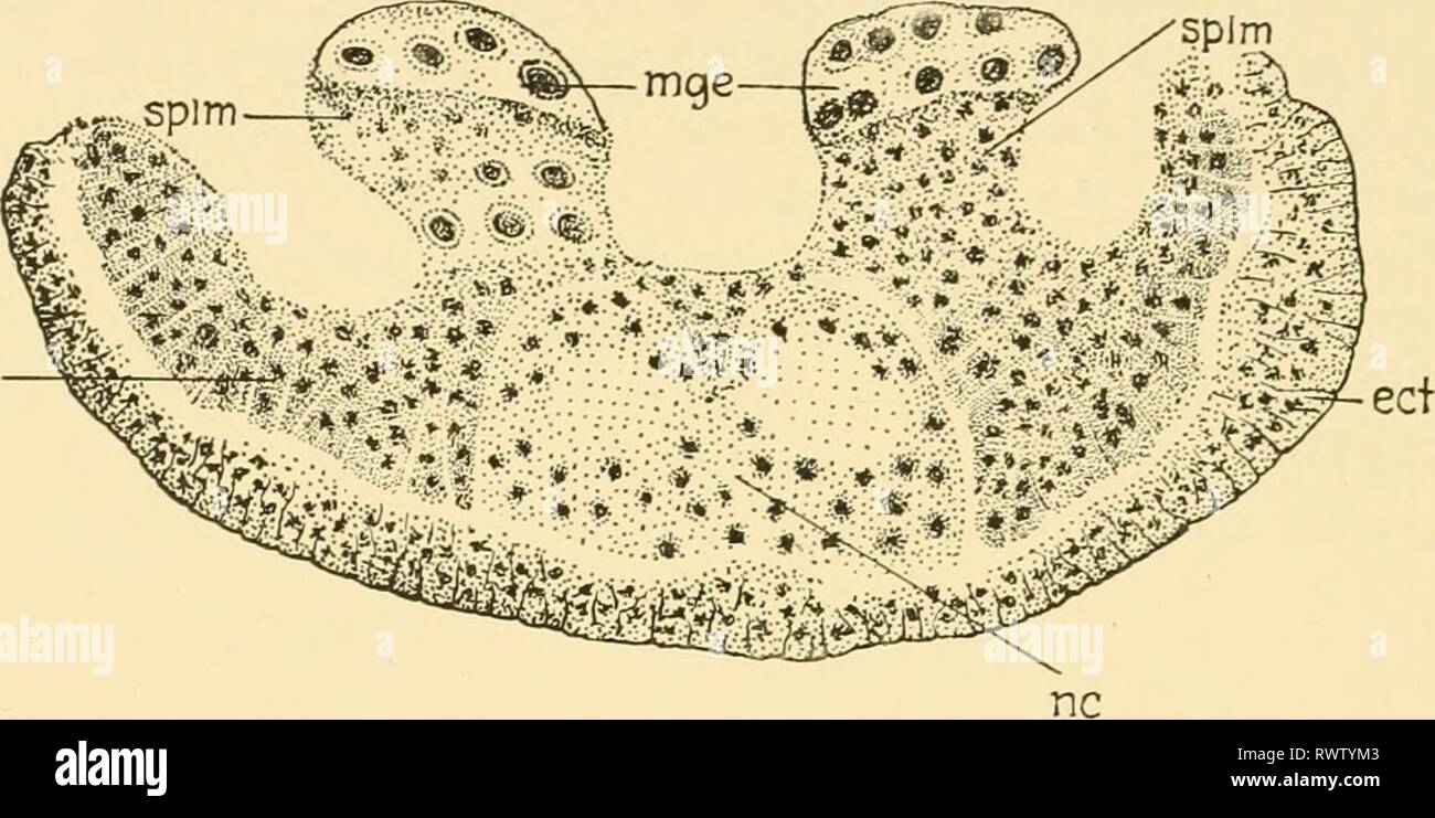 Embryology of insects and myriapods; Embryology of insects and ...