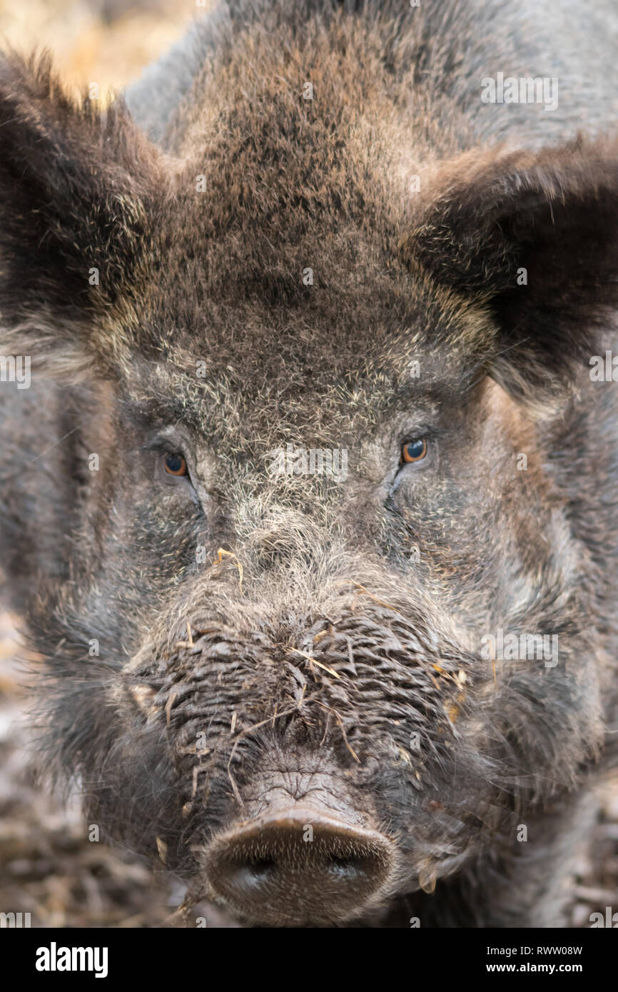Pig face close up hi-res stock photography and images - Alamy