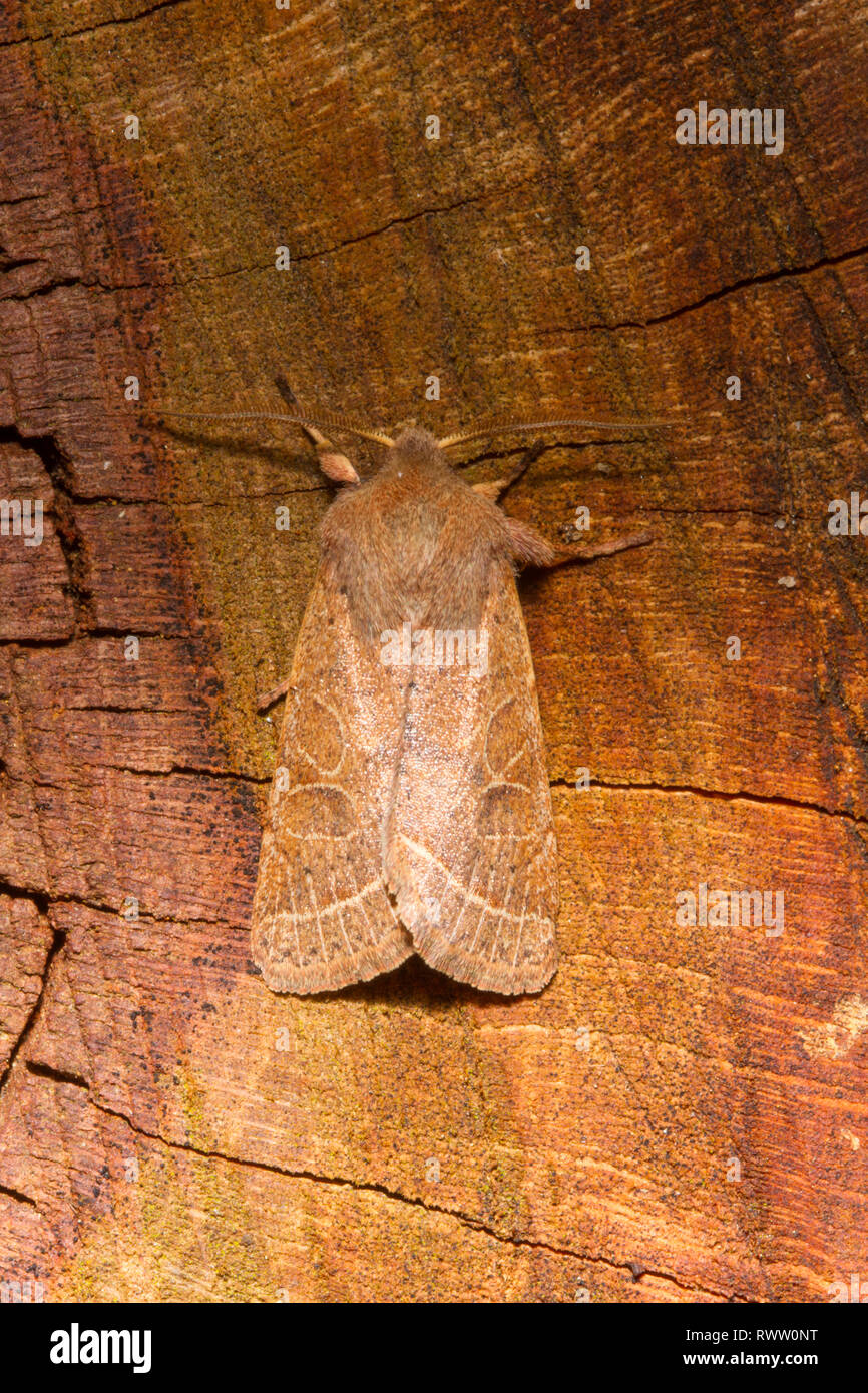 Common quaker moth hi-res stock photography and images - Alamy
