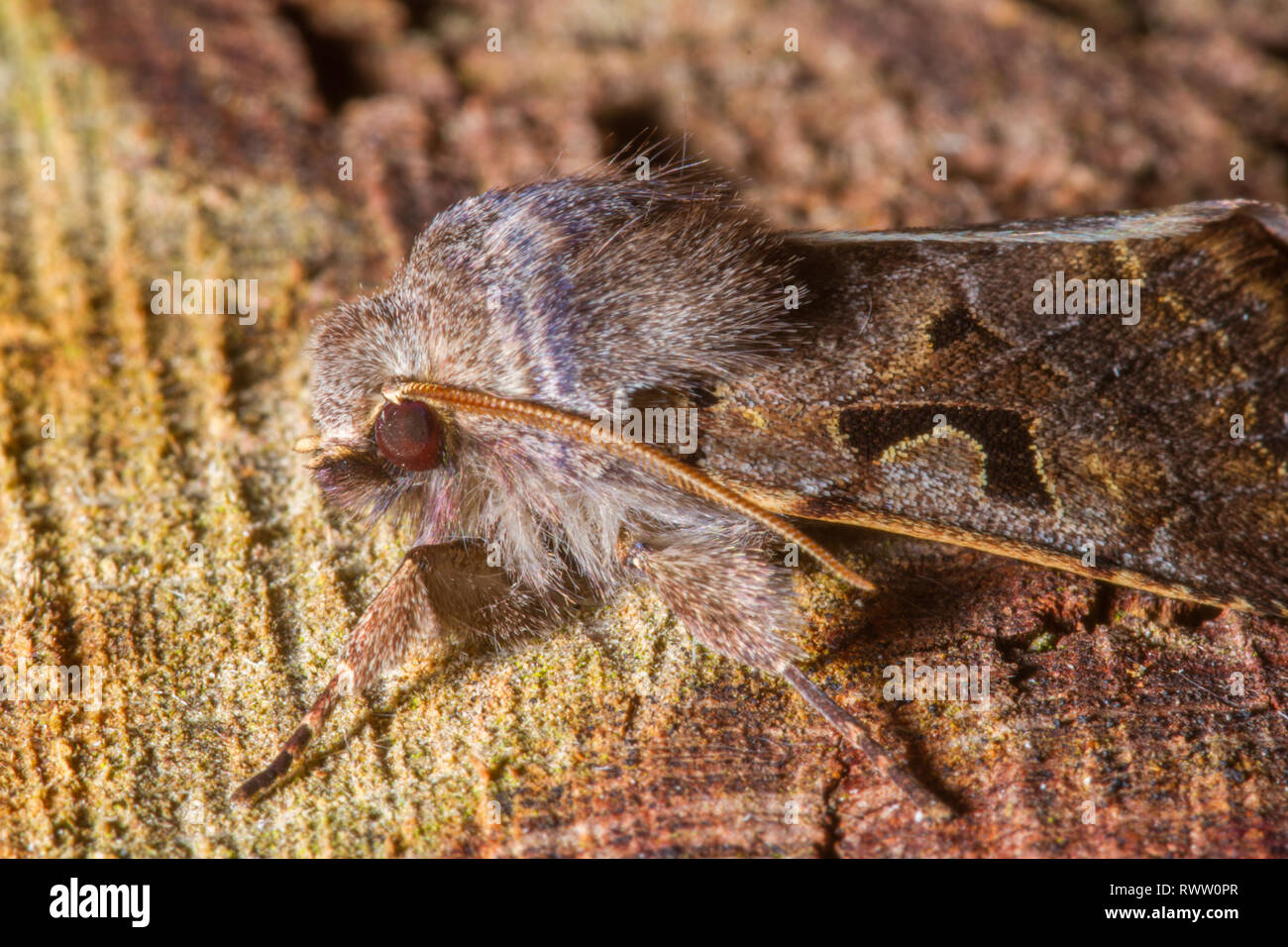 Moth face close up hi-res stock photography and images - Alamy