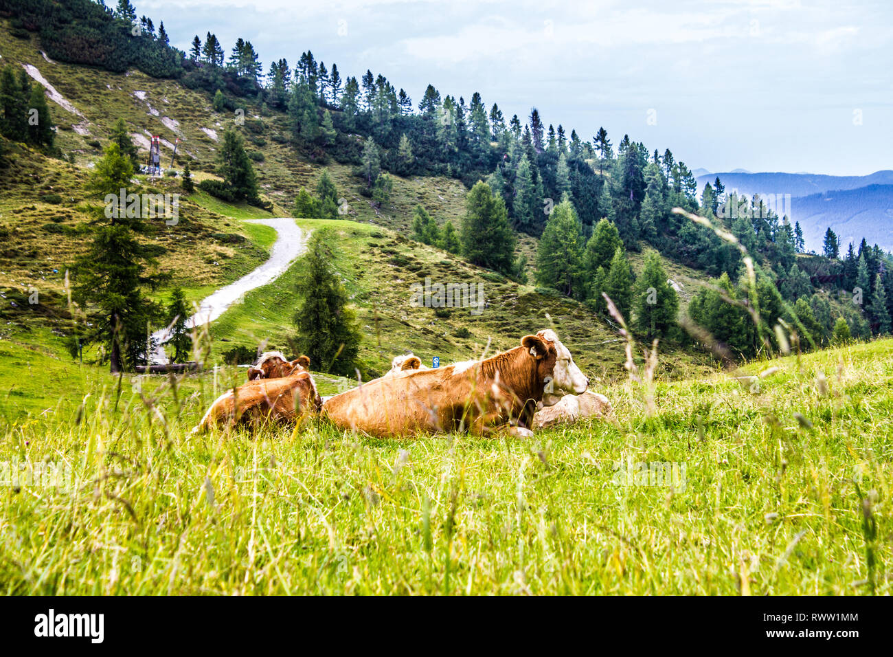 Alps with cows hi-res stock photography and images - Alamy