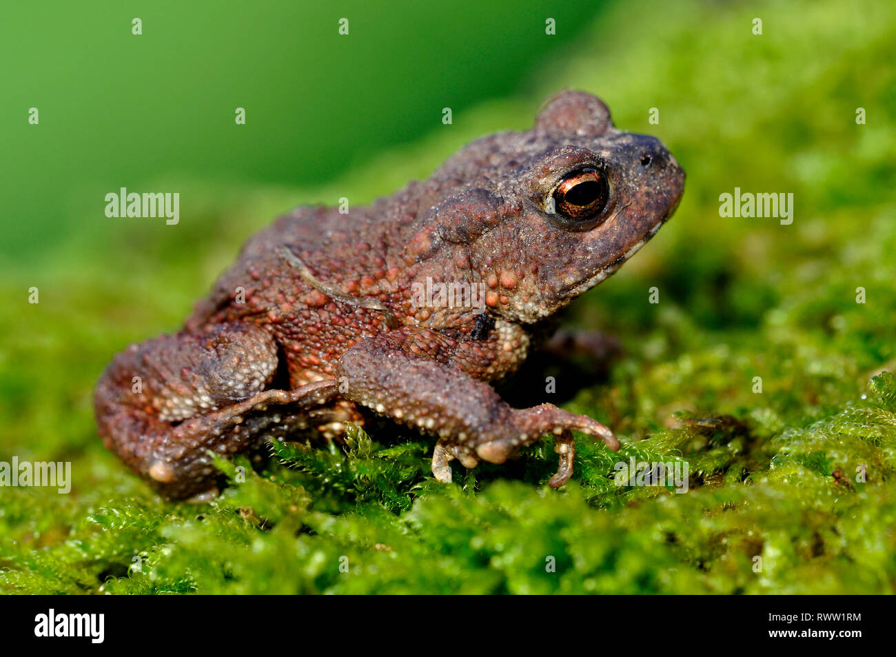 Juvenile common toad. Dorset, UK Stock Photo - Alamy
