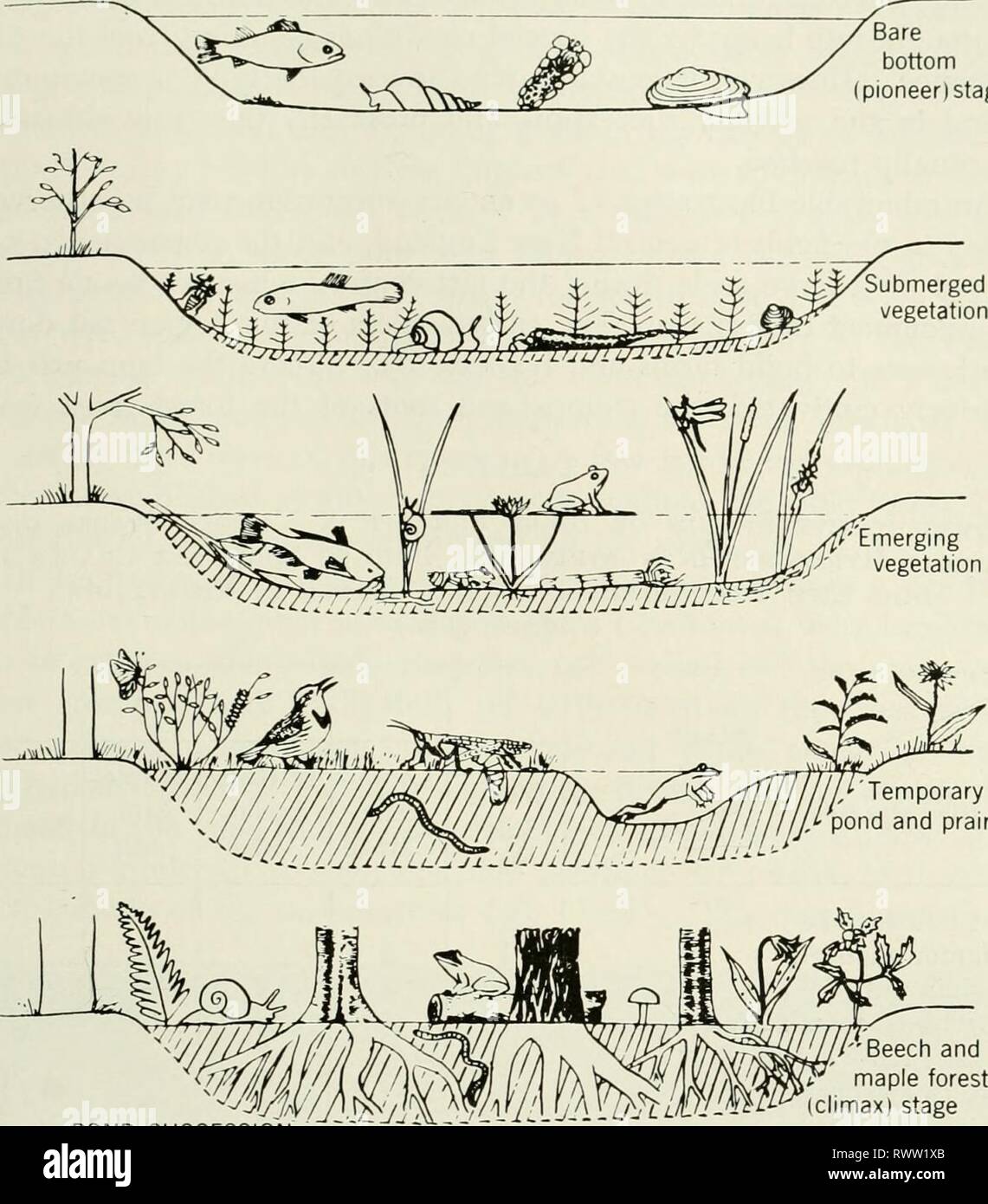 Elements of ecology (1954 Stock Photo - Alamy